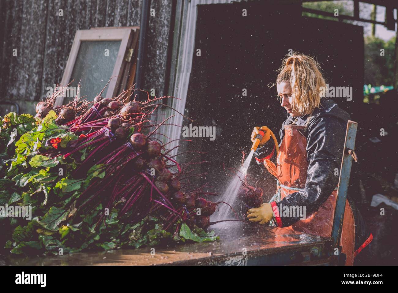 Female Farmer washing beetroot Stock Photo - Alamy