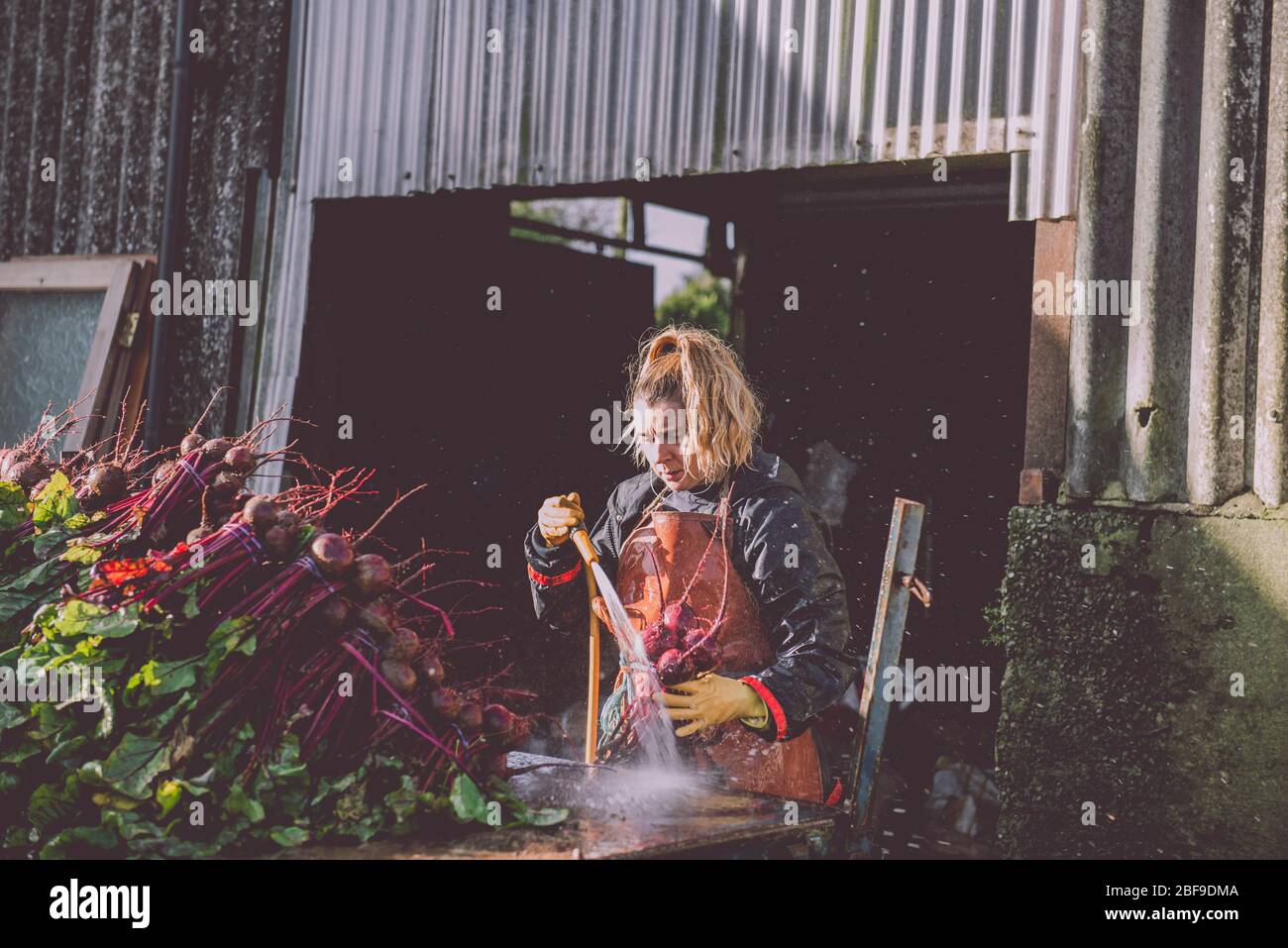 Female Farmer washing beetroot Stock Photo - Alamy