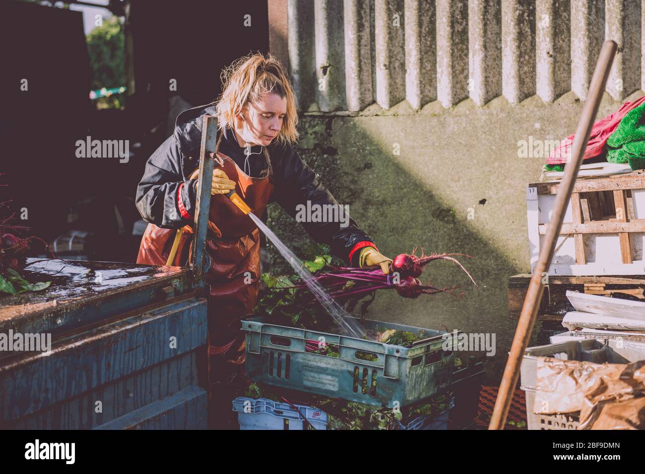 Female Farmer washing beetroot Stock Photo - Alamy