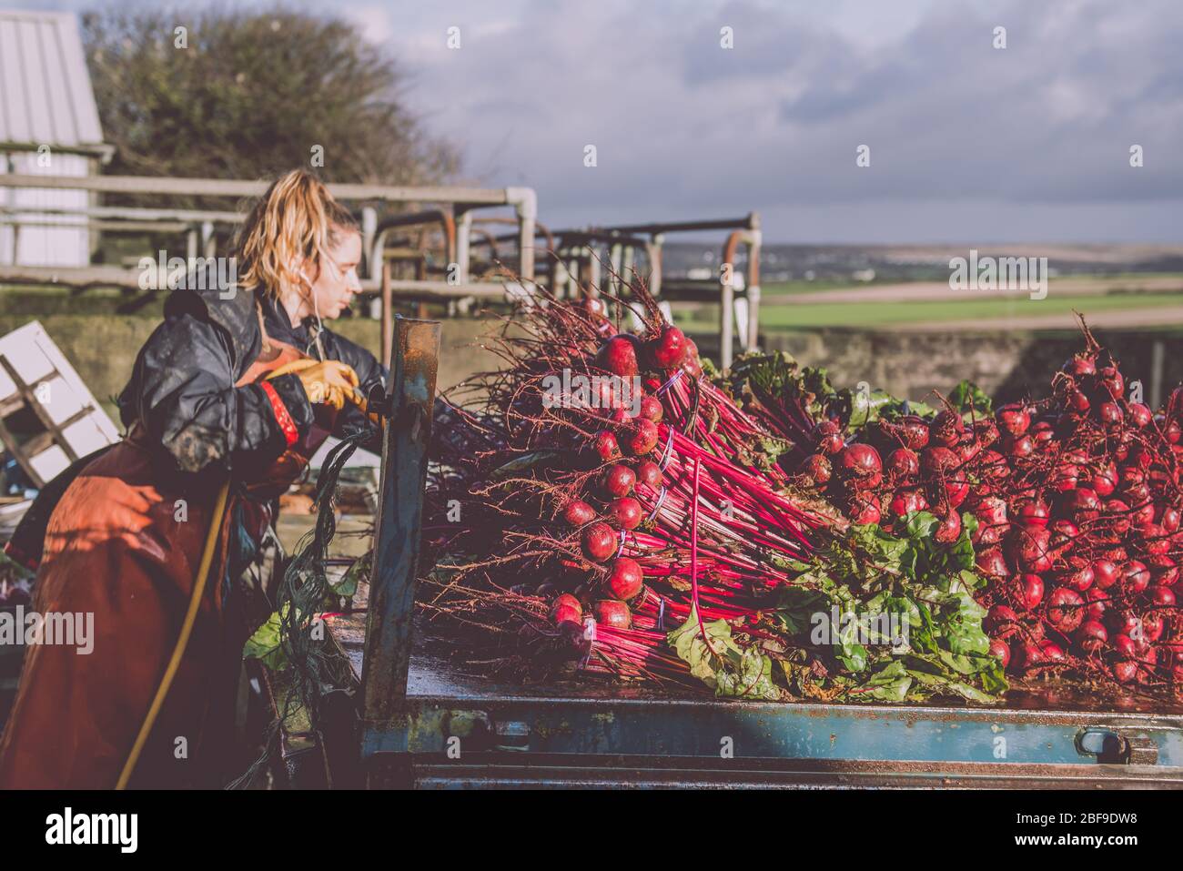 Female Farmer washing beetroot Stock Photo - Alamy