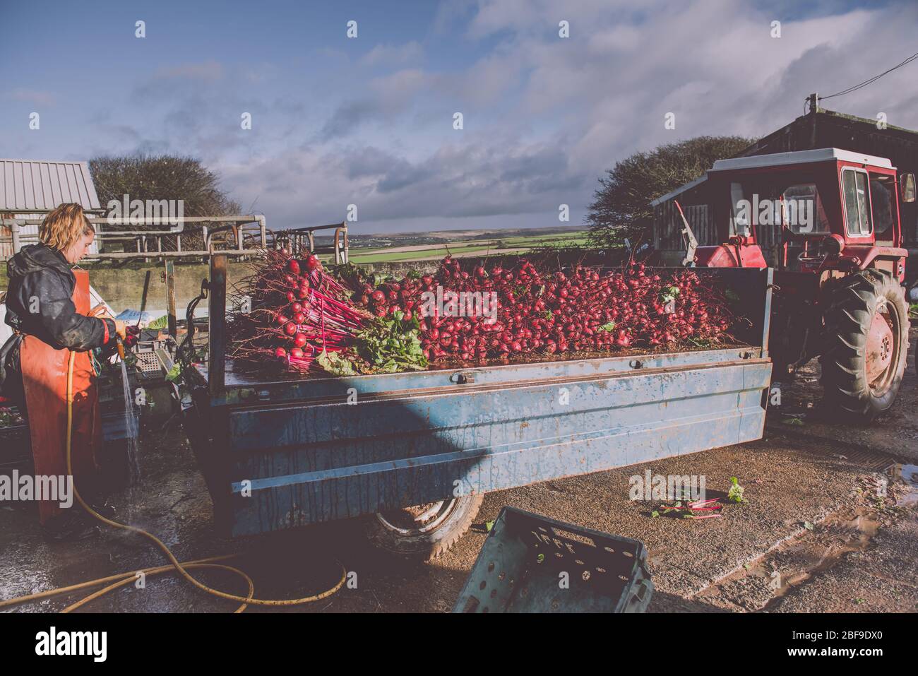Female Farmer washing beetroot Stock Photo - Alamy