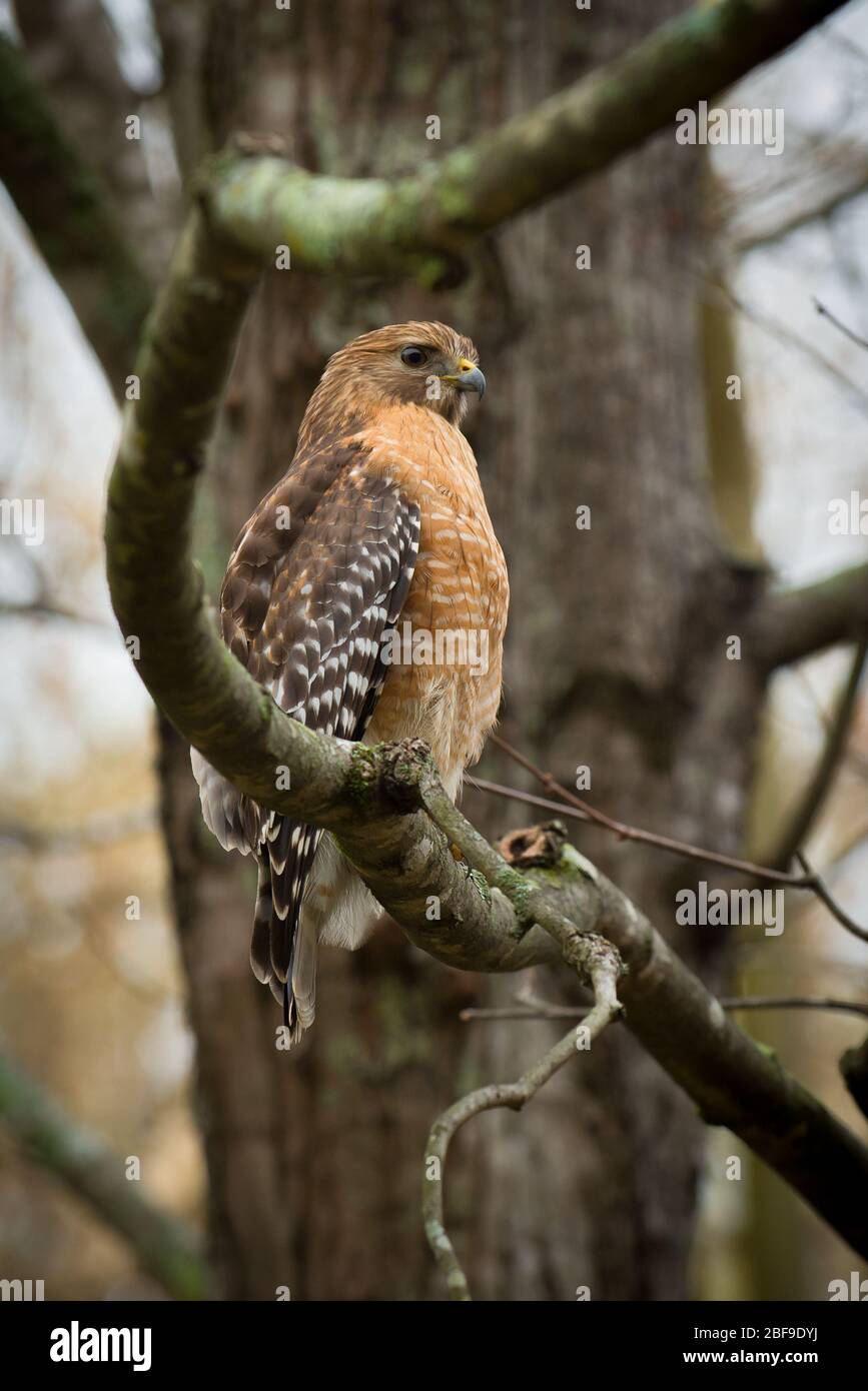 Red shouldered hawk sitting on branch Stock Photo - Alamy