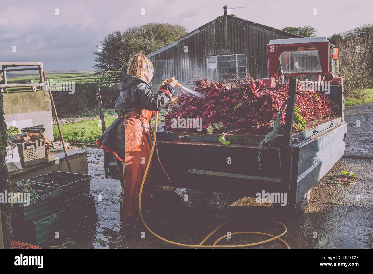 Female Farmer washing beetroot Stock Photo - Alamy