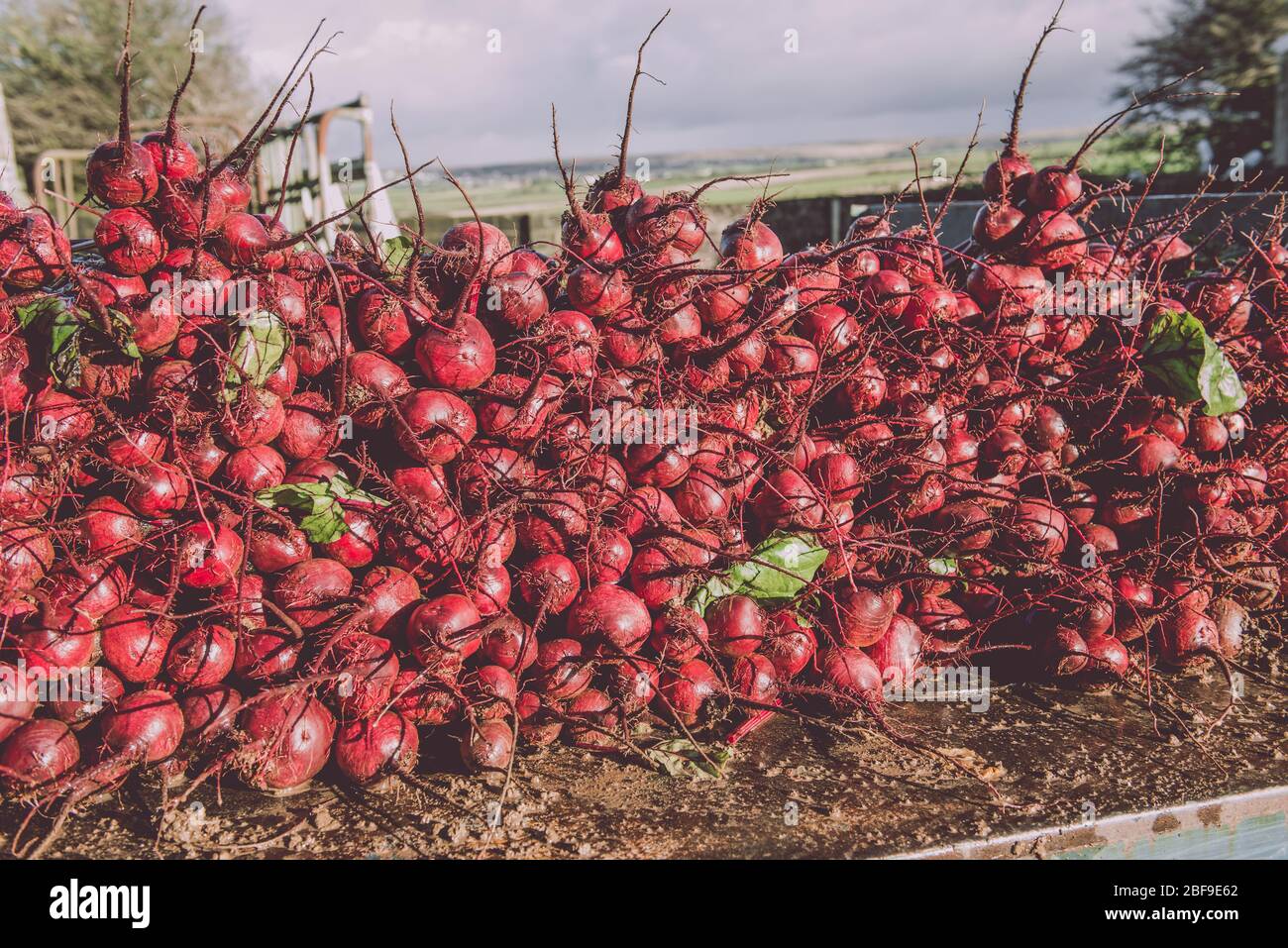 Beetroot ready to go to the shop Stock Photo - Alamy