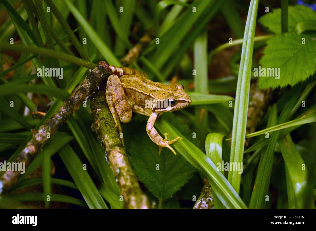 Frog in the woods, Forest of Dean Stock Photo - Alamy