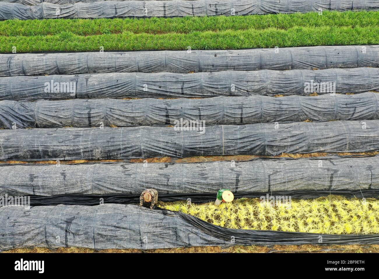 Hotbed chives hi-res stock photography and images - Alamy