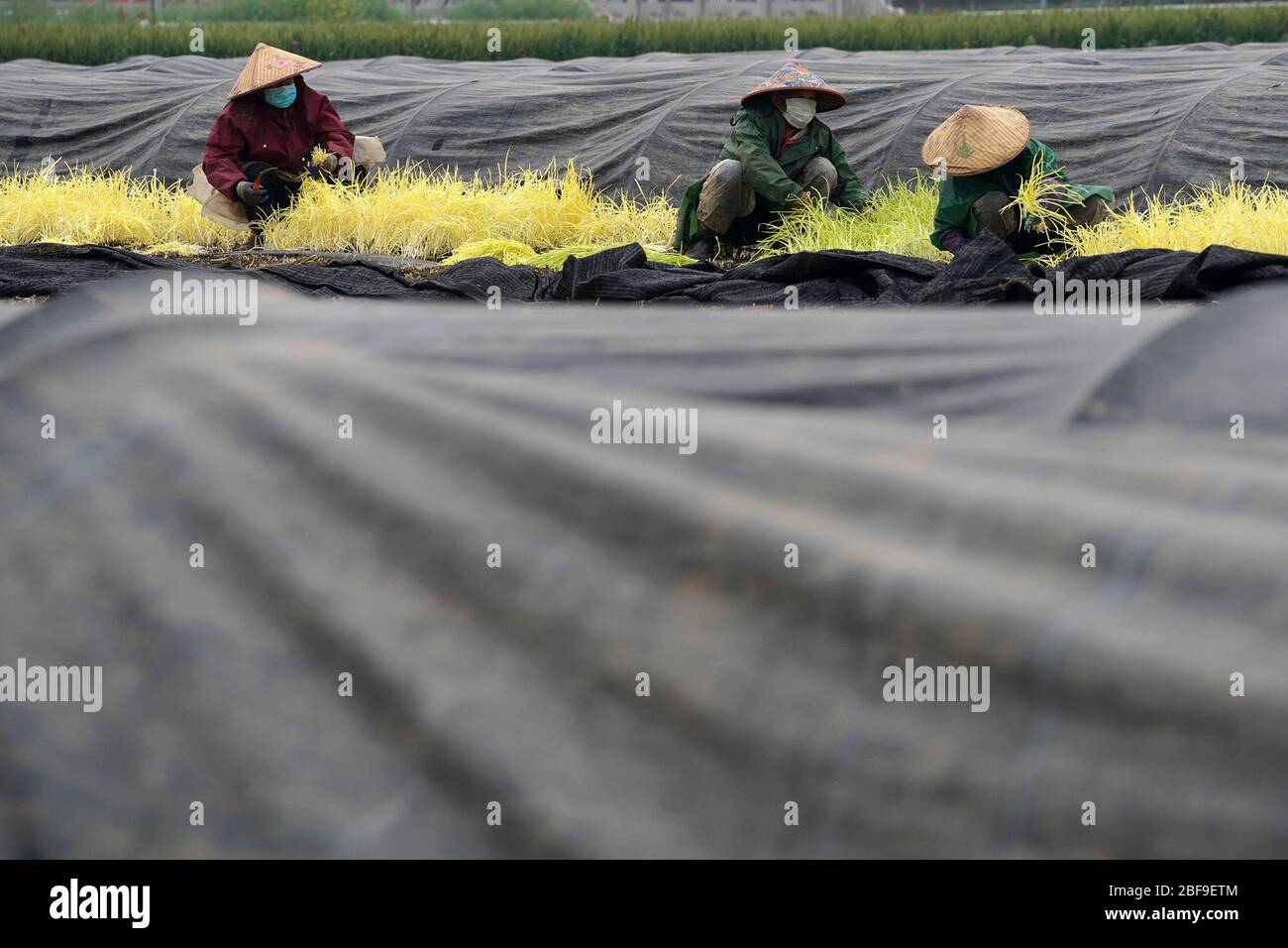 Hotbed chives hi-res stock photography and images - Alamy