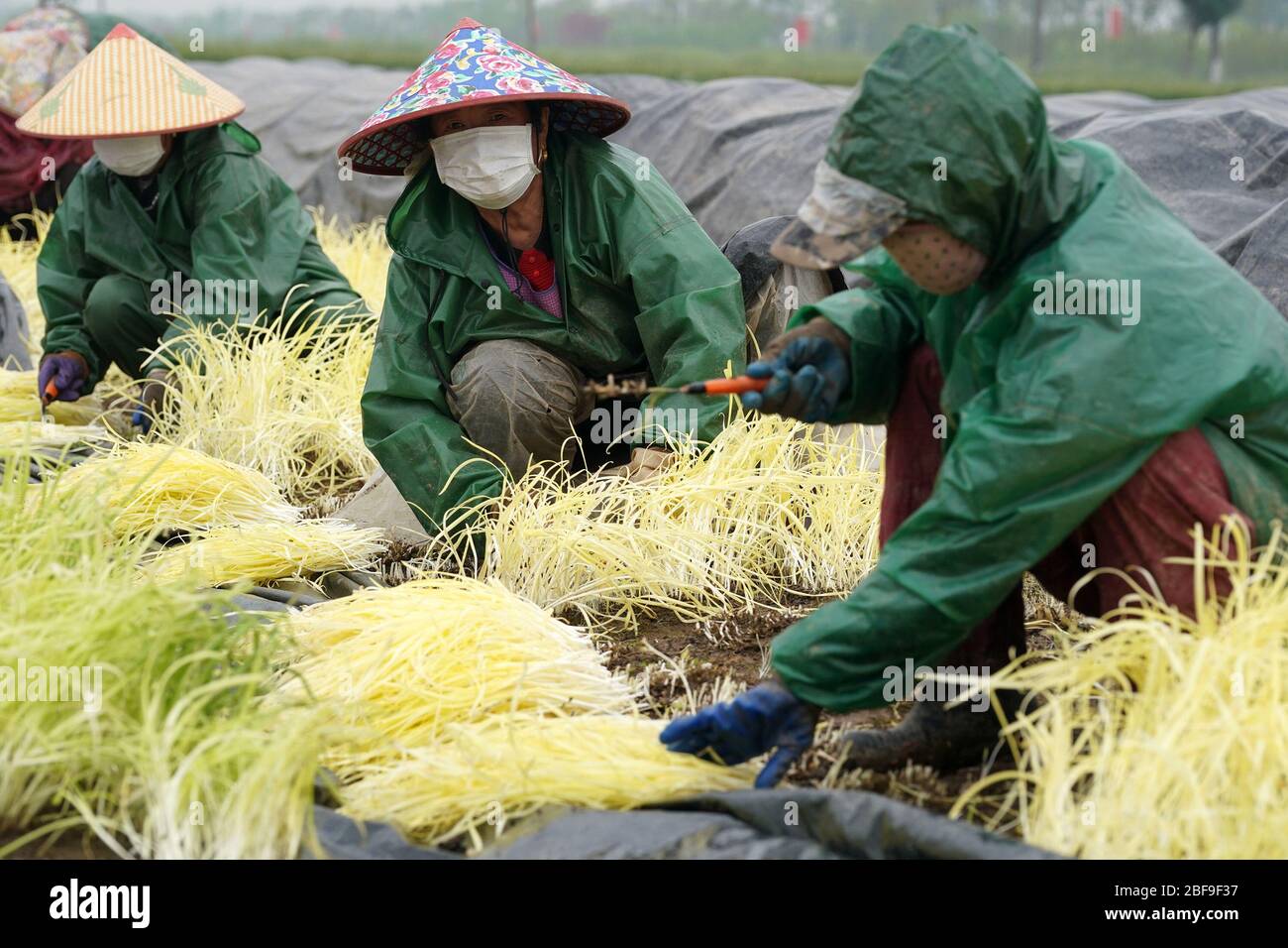 Hotbed chives hi-res stock photography and images - Alamy