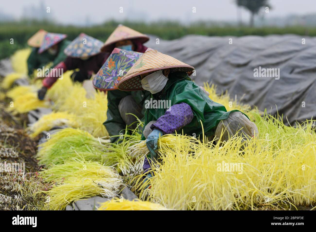 Hotbed chives hi-res stock photography and images - Alamy