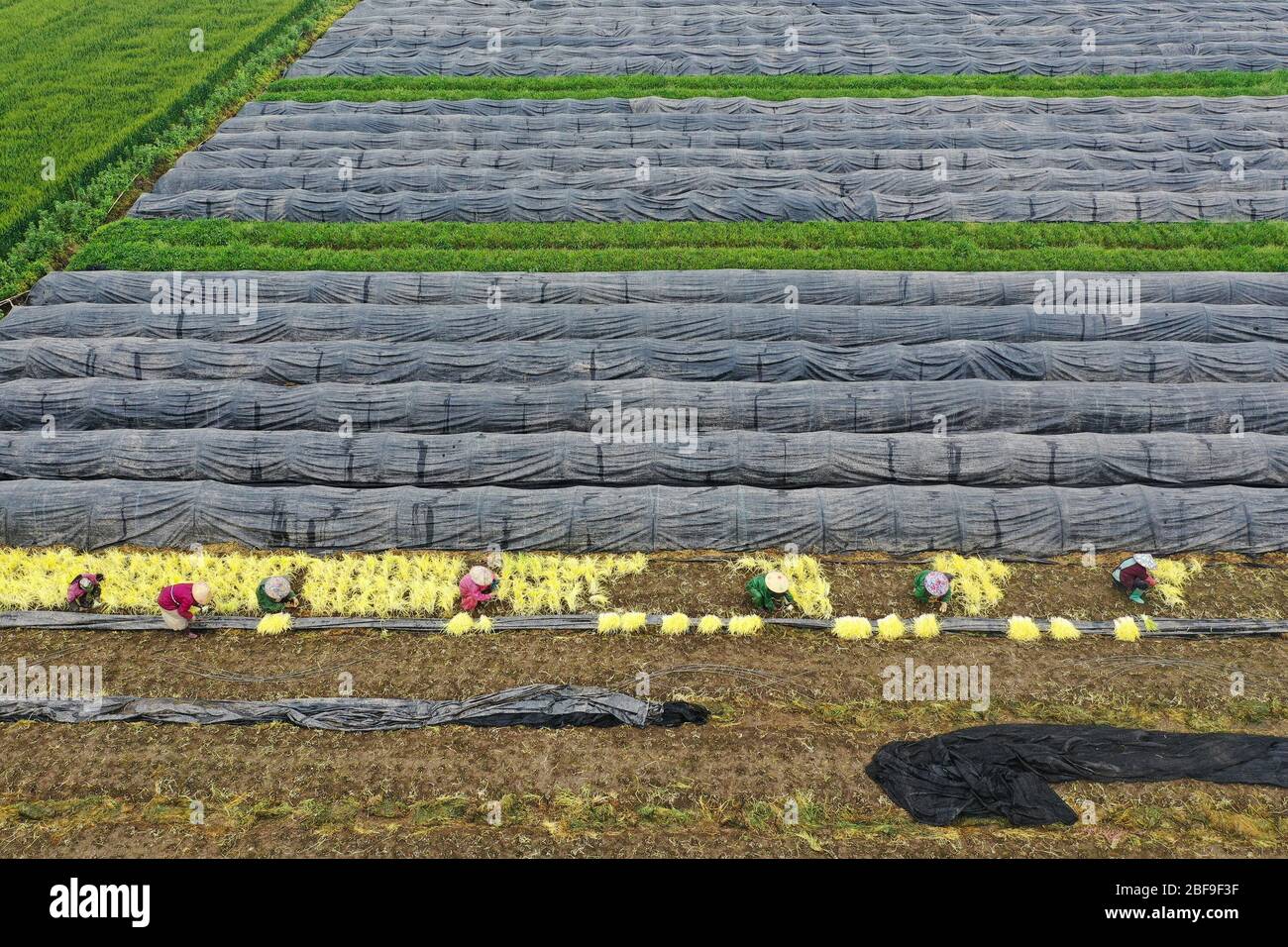 Hotbed chives hi-res stock photography and images - Alamy
