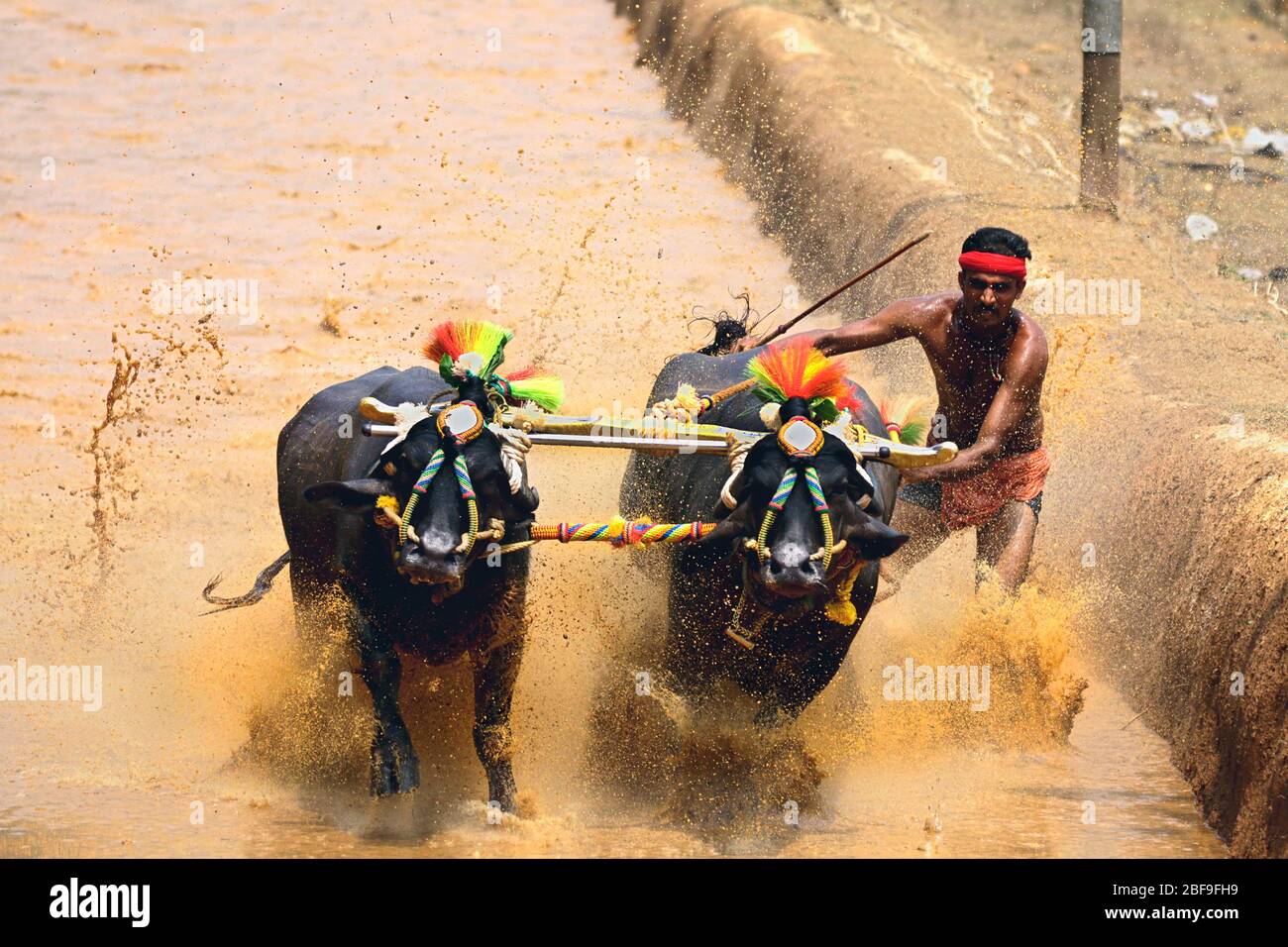Indian Buffallo High Resolution Stock Photography and Images - Alamy