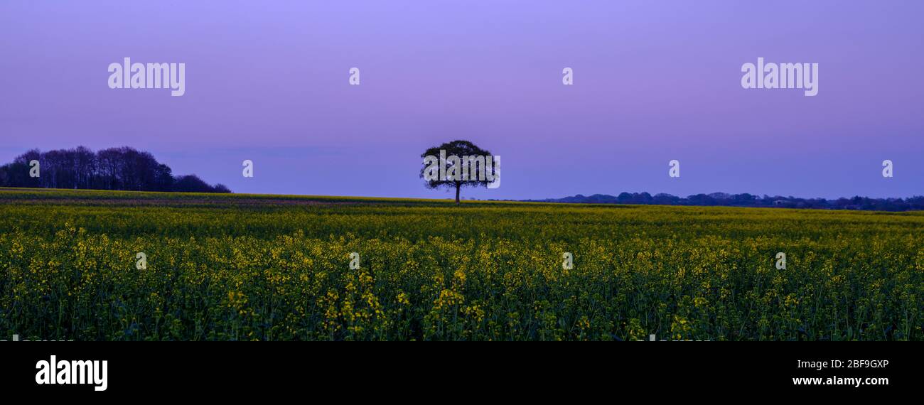 Swanmore hi-res stock photography and images - Alamy