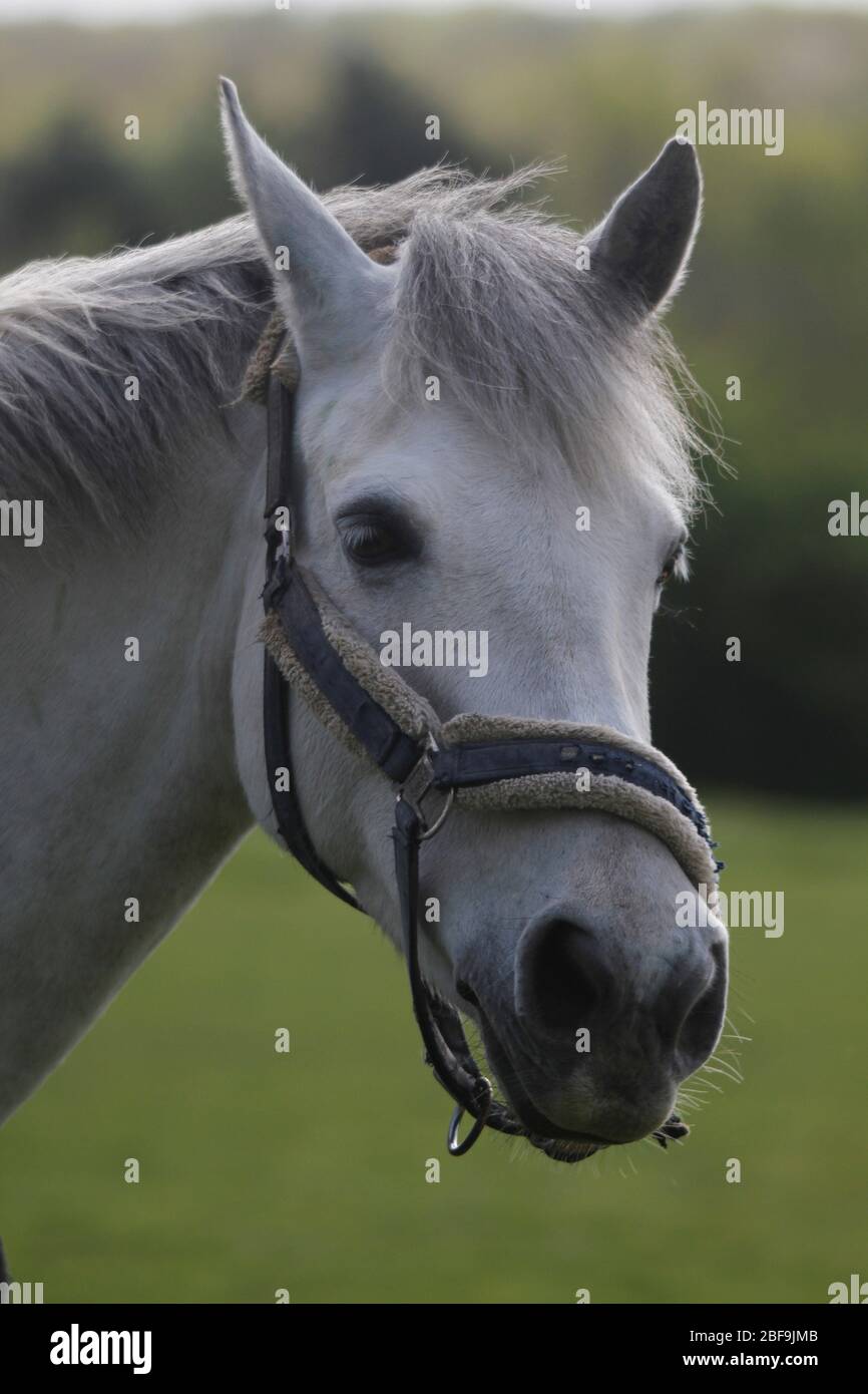 white horses head Stock Photo - Alamy
