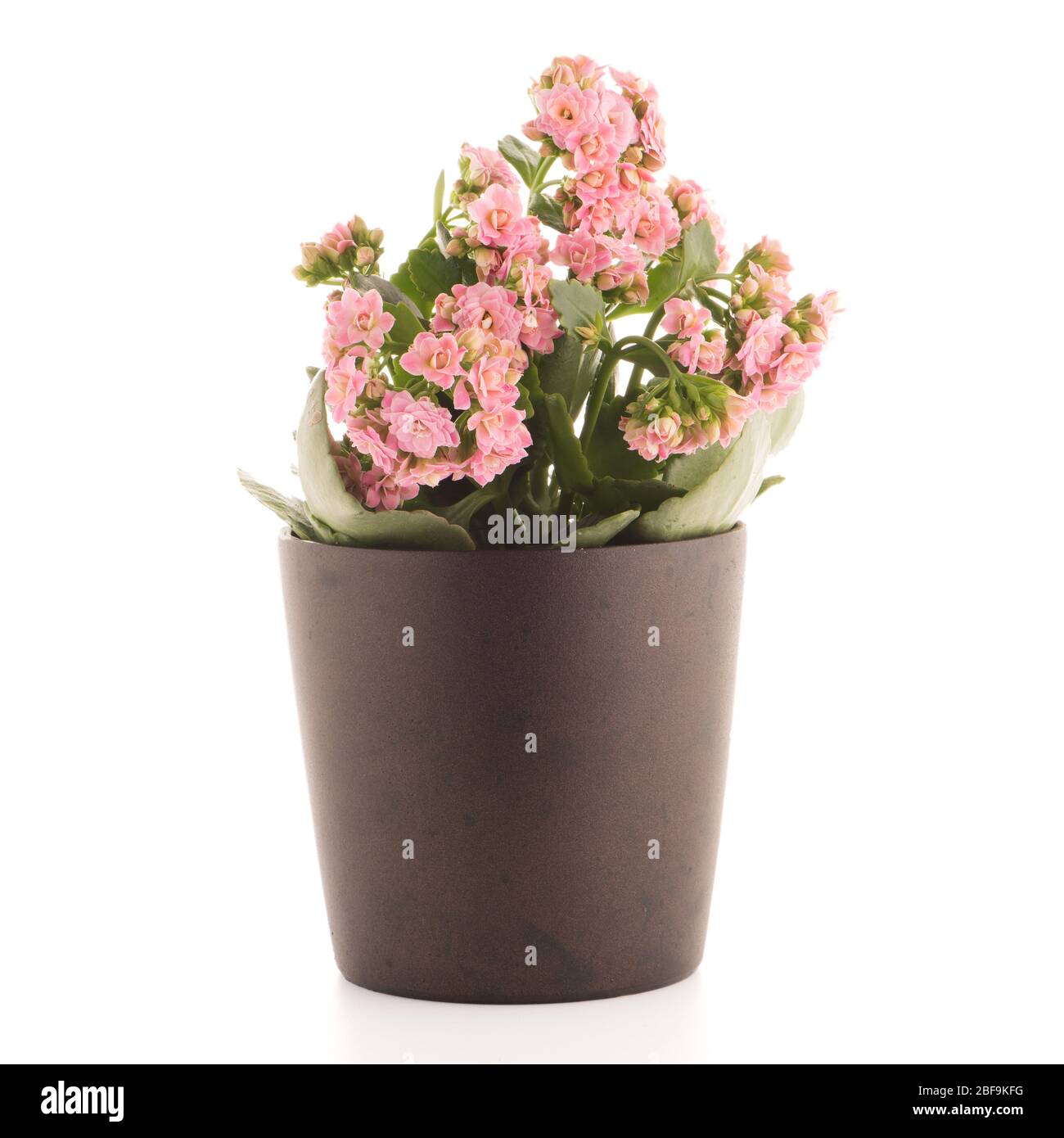 Kalanchoe Calandiva flowers in flower pot on a white background Stock ...
