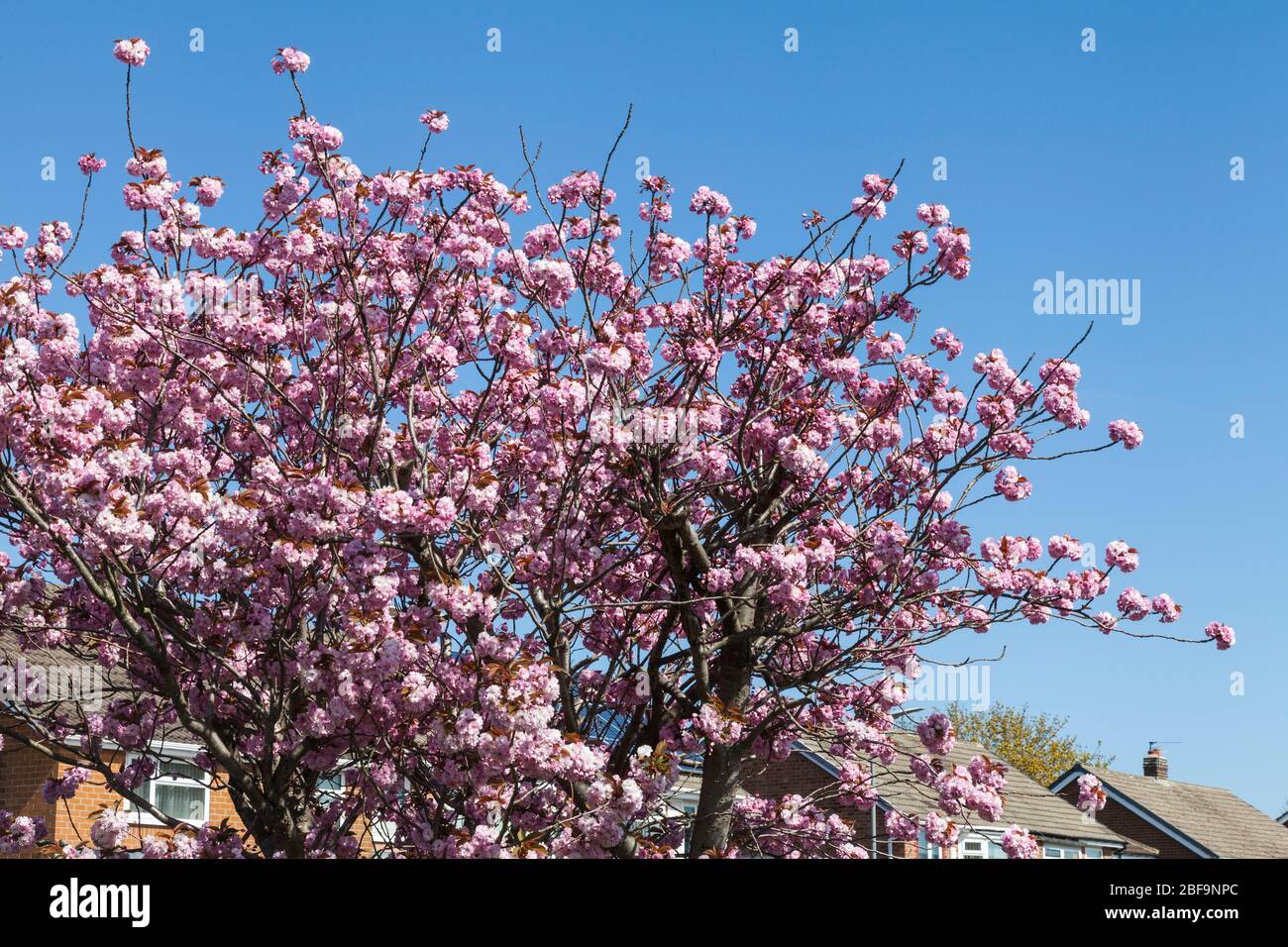 England cherry tree hi-res stock photography and images - Alamy