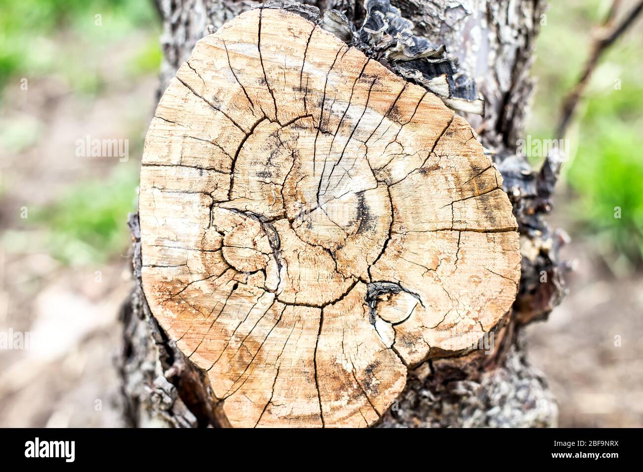 Smooth cross section of brown tree stump Stock Photo - Alamy
