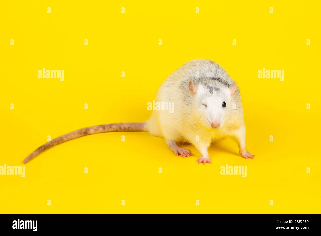 Fat rat hi-res stock photography and images - Alamy