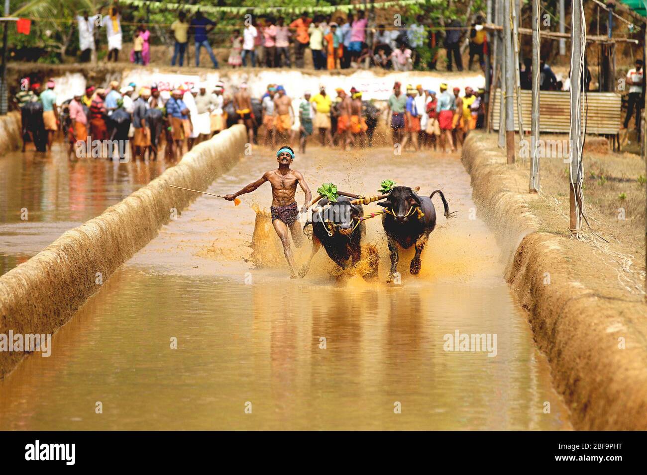 Kambala festival hi-res stock photography and images - Alamy