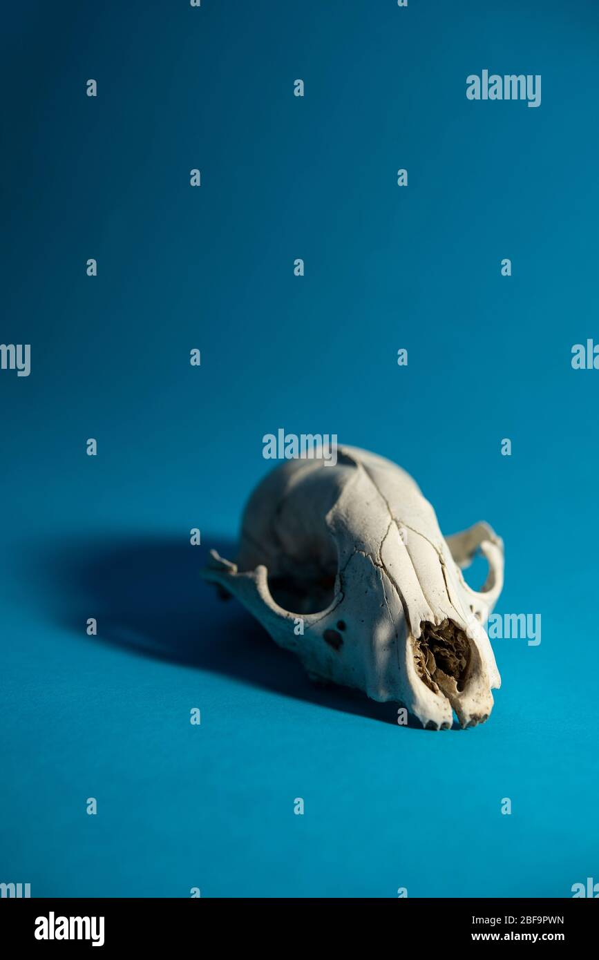 Raccoon skull hi-res stock photography and images - Alamy