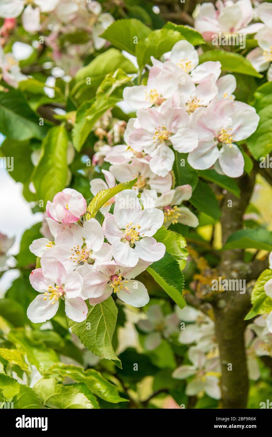 The blossom of Malus domestica apple, flowering in an English orchard ...