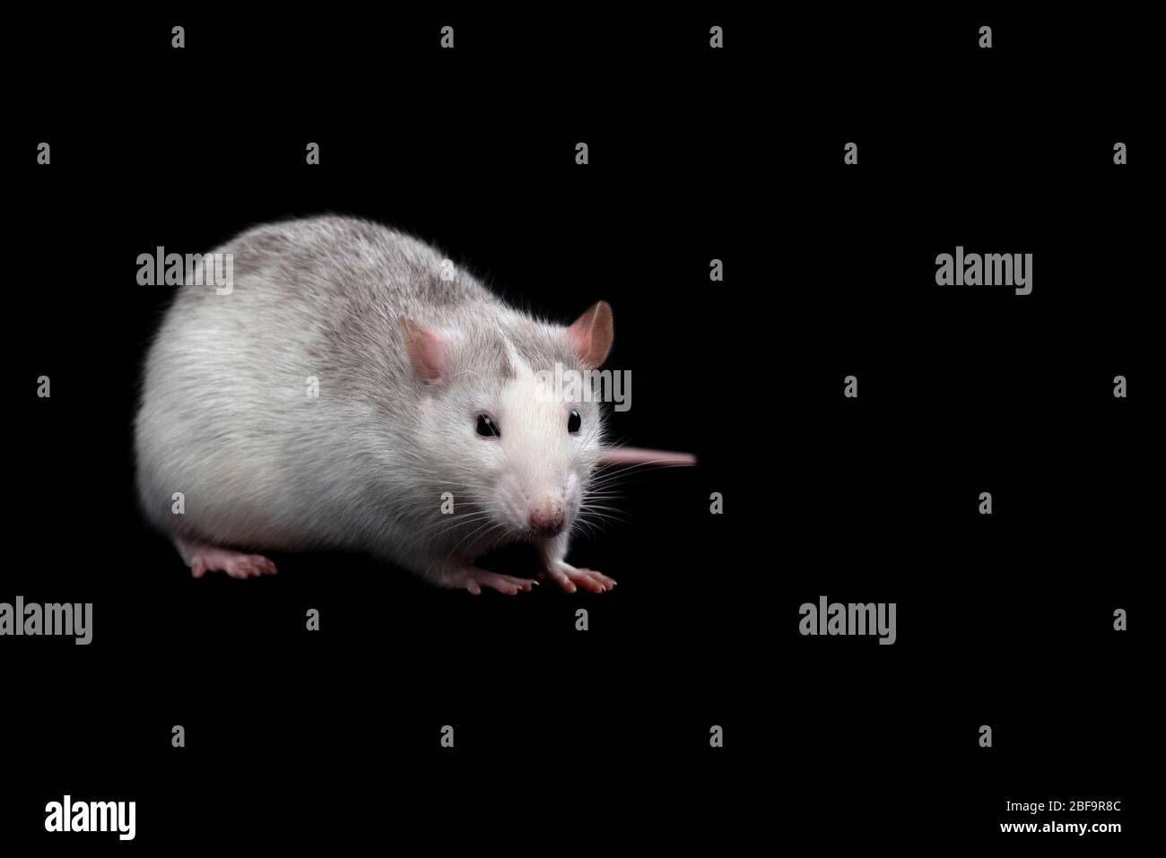 Gray rat isolated on dark black background. Rodent pet. Domesticated ...