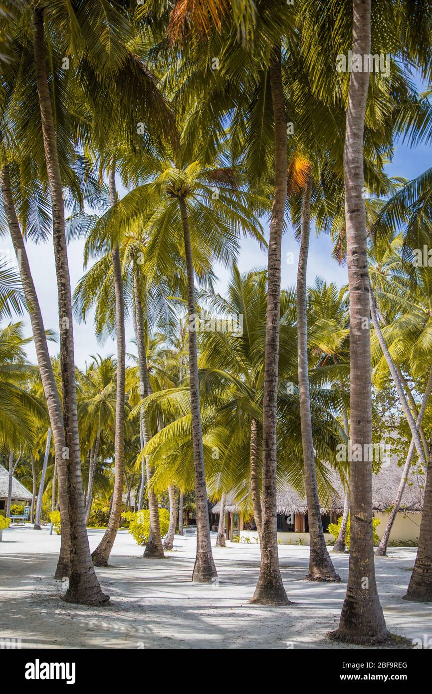 Meeru Island Maldives Palm Trees Stock Photo - Alamy