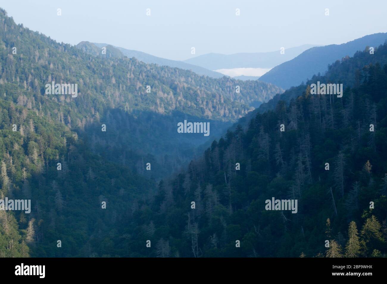 Smoky Mountain with evergreen trees Stock Photo - Alamy