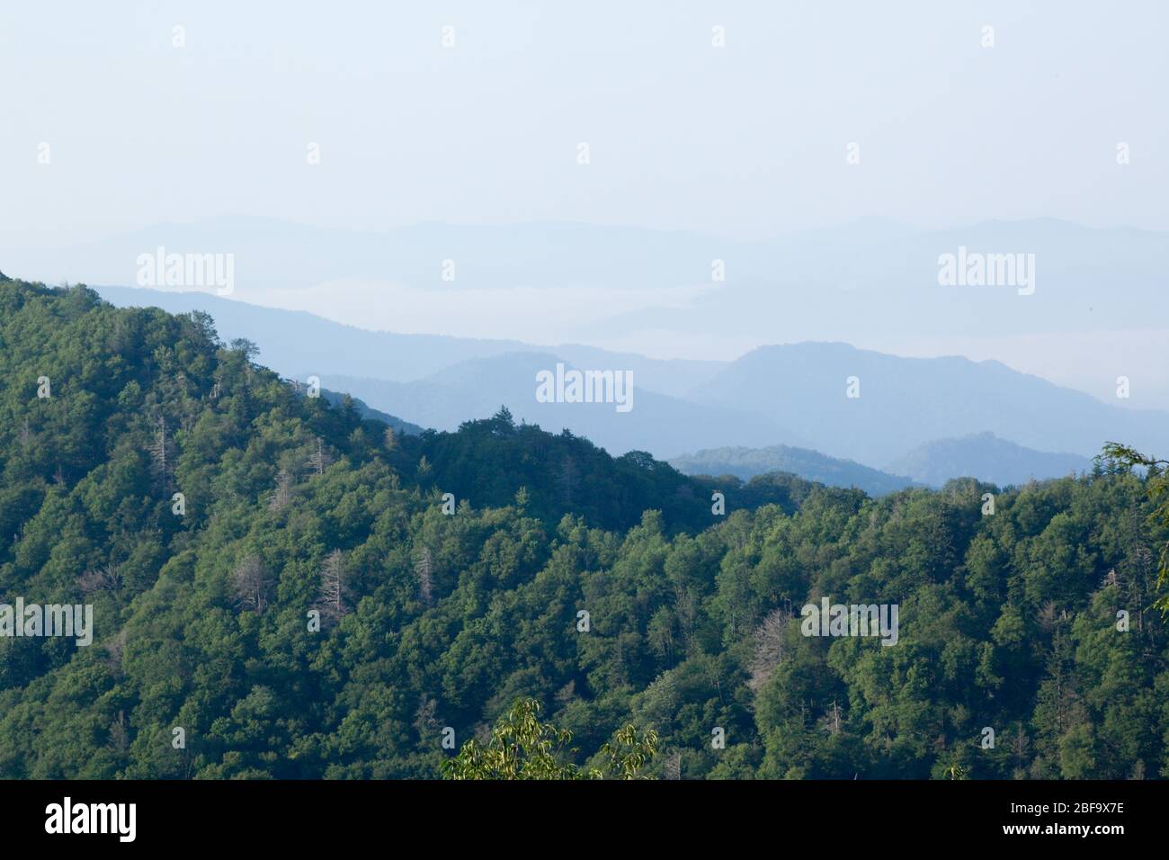 Smoky Mountain with evergreen trees Stock Photo - Alamy