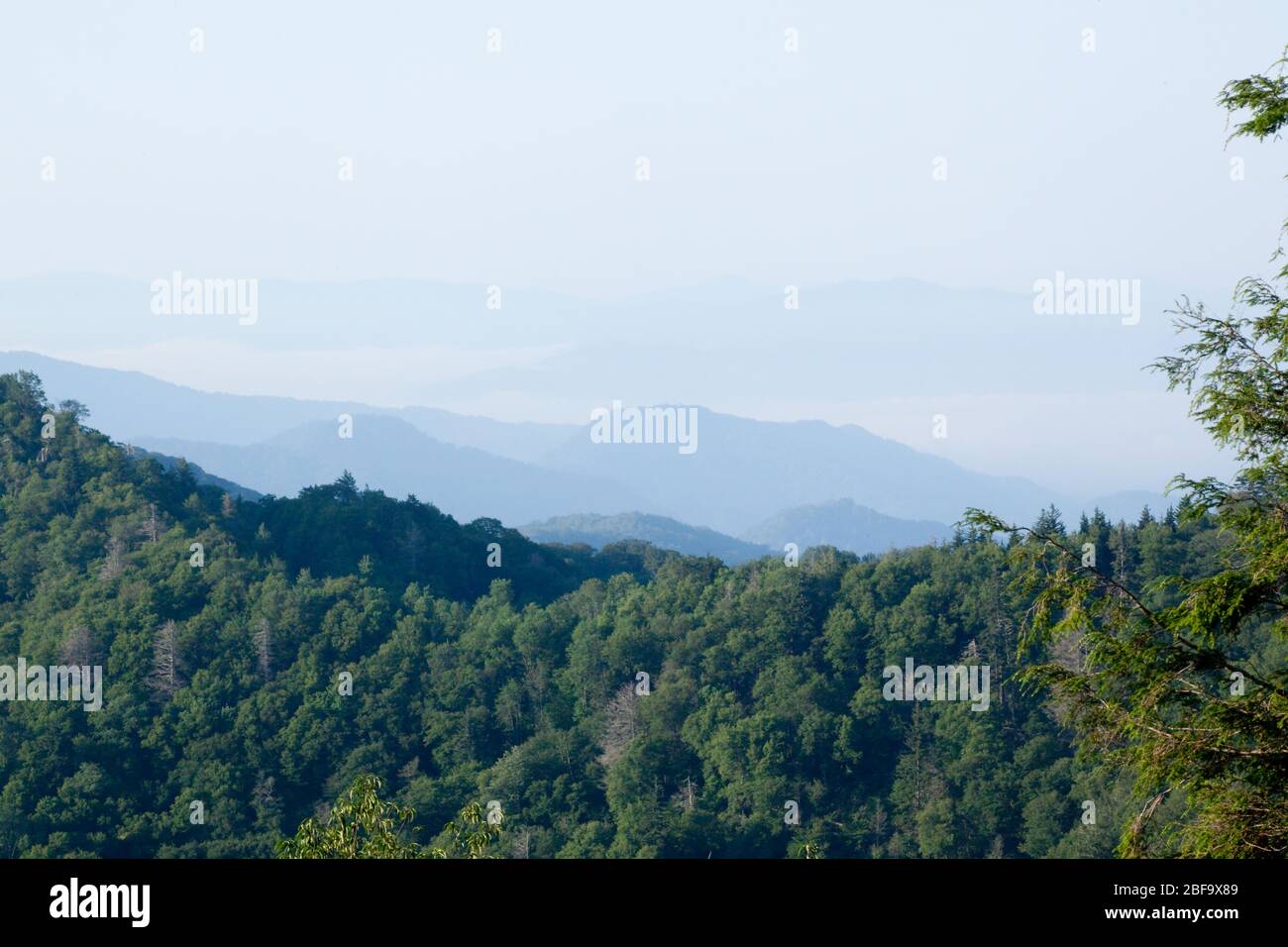 Smoky Mountain with evergreen trees Stock Photo - Alamy