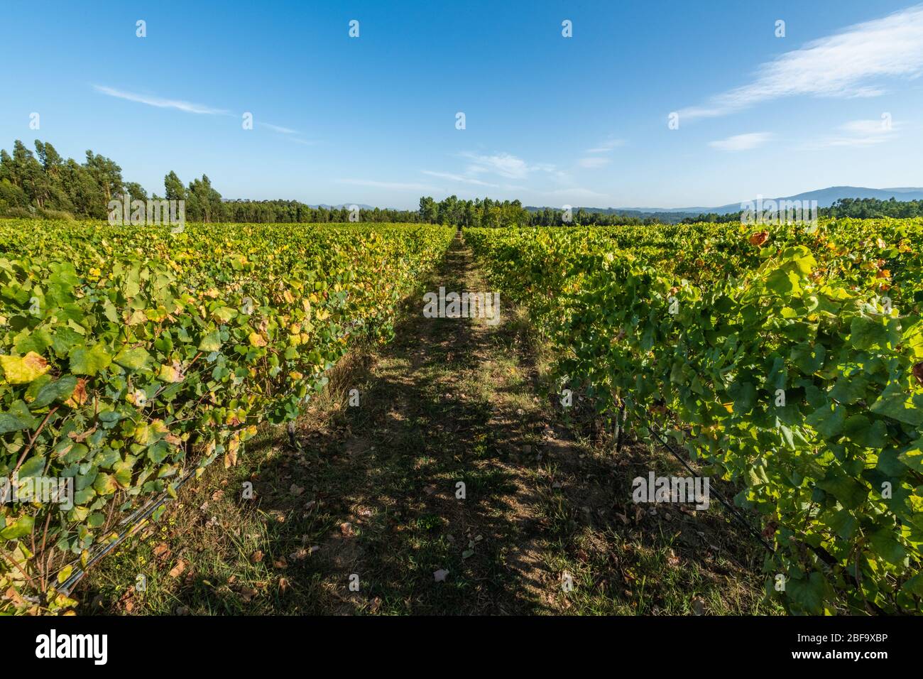 Vineyard at Moncao in the Minho region, Portugal Stock Photo - Alamy