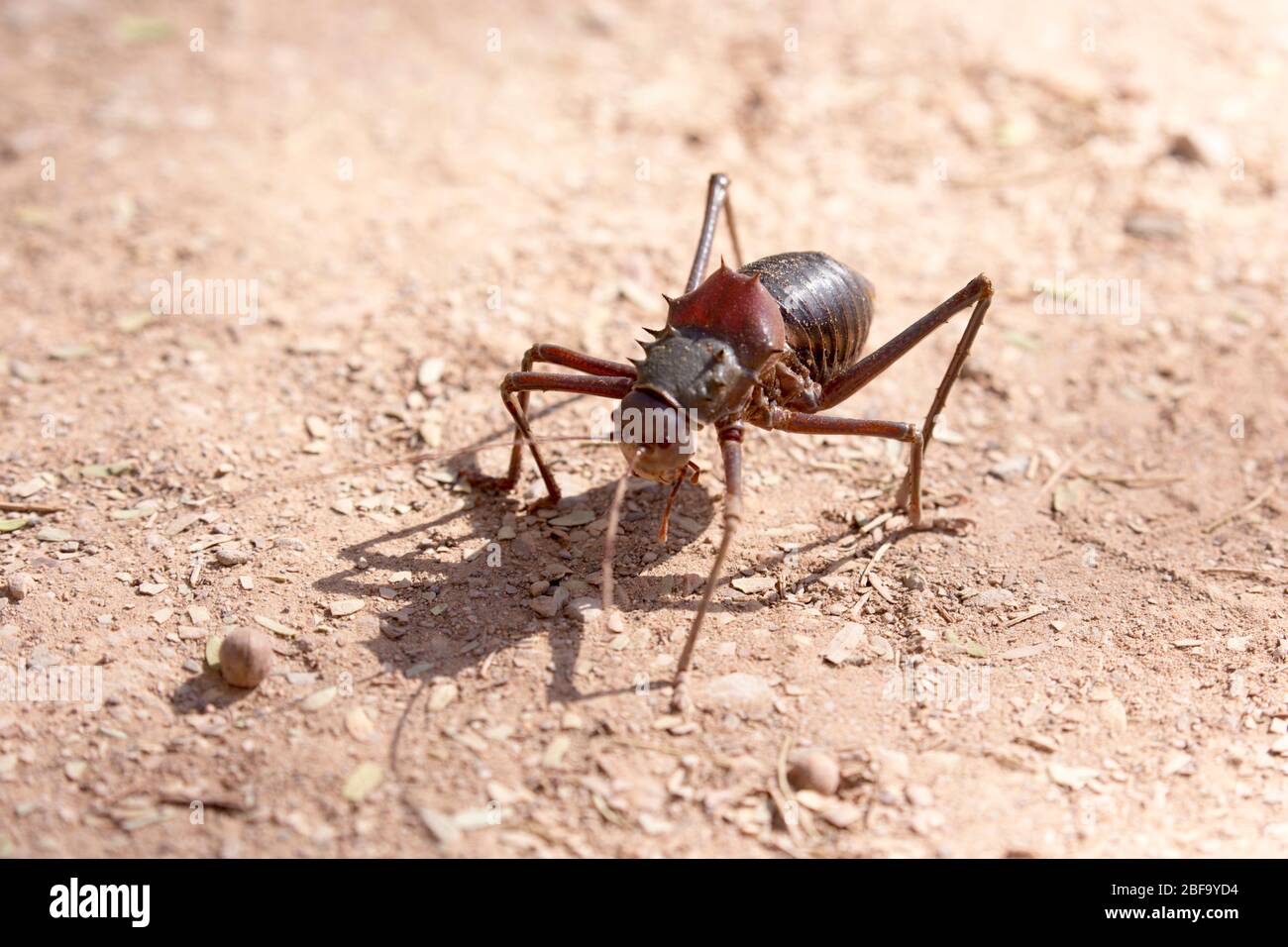 An insect is walking in the desert, Namibia Stock Photo - Alamy