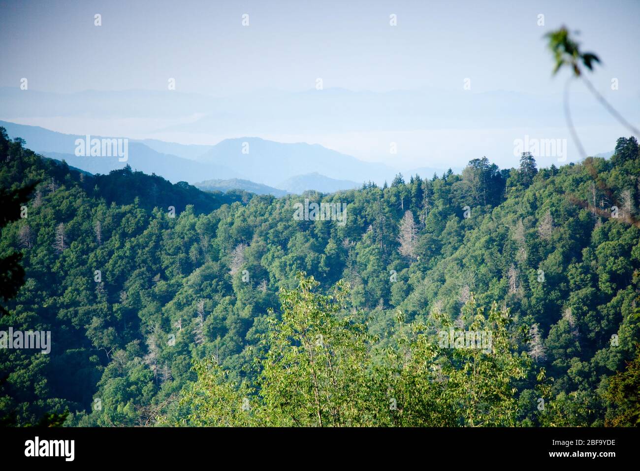 Smoky Mountain with evergreen trees Stock Photo - Alamy