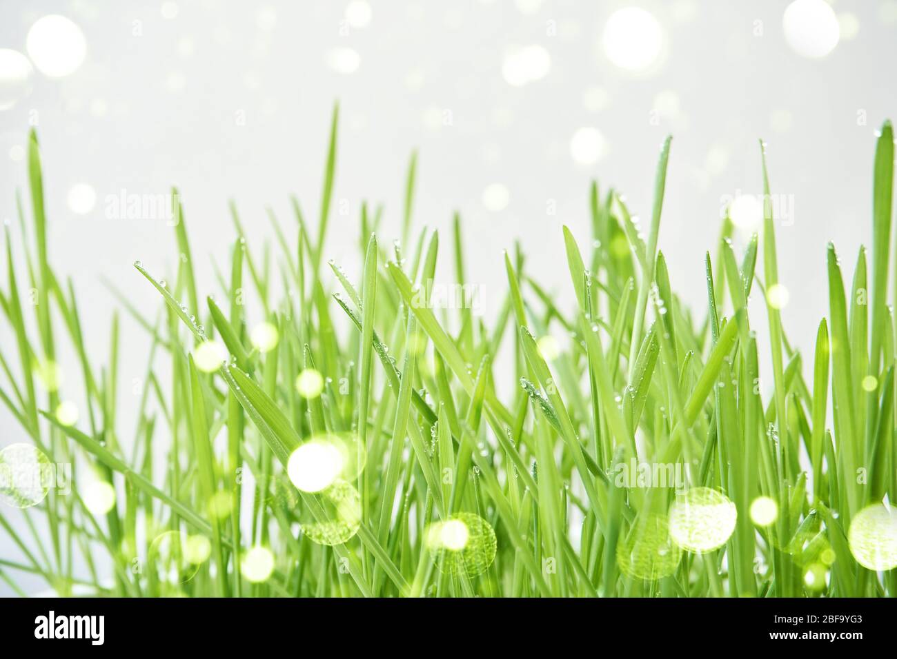 Green grass. Bright sprout Stock Photo - Alamy