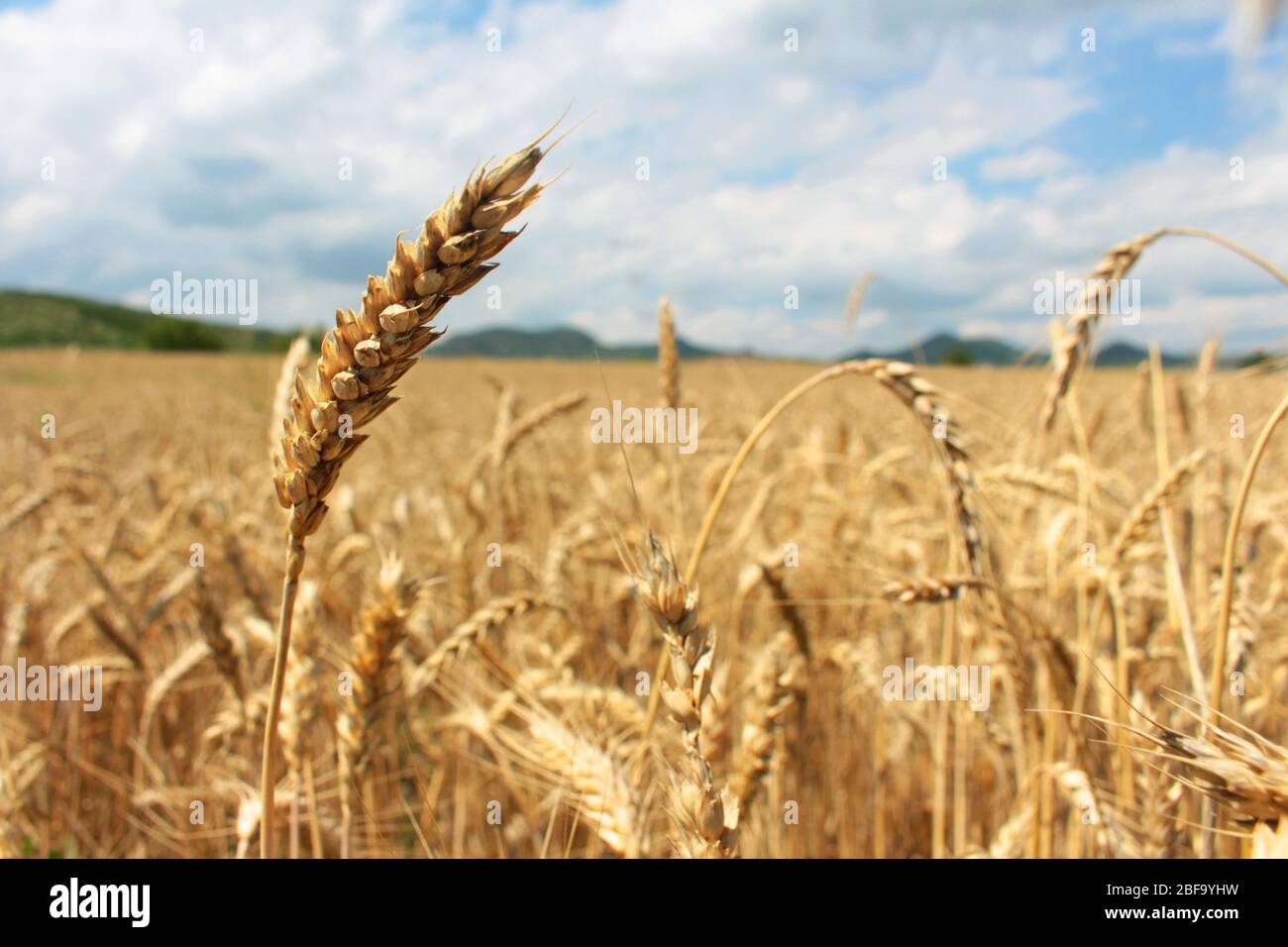 Single wheat hi-res stock photography and images - Alamy