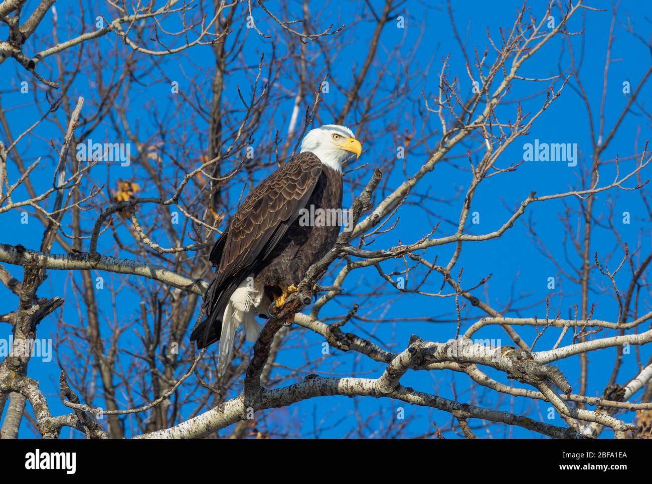 Bald eagle in the Crex Meadows State Wildlife Area in northwestern ...