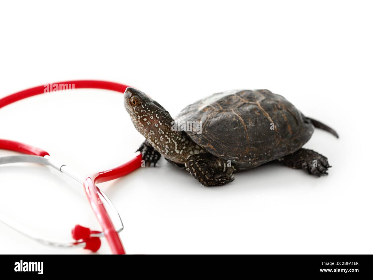 Cute turtle and stethoscope on white background Stock Photo - Alamy