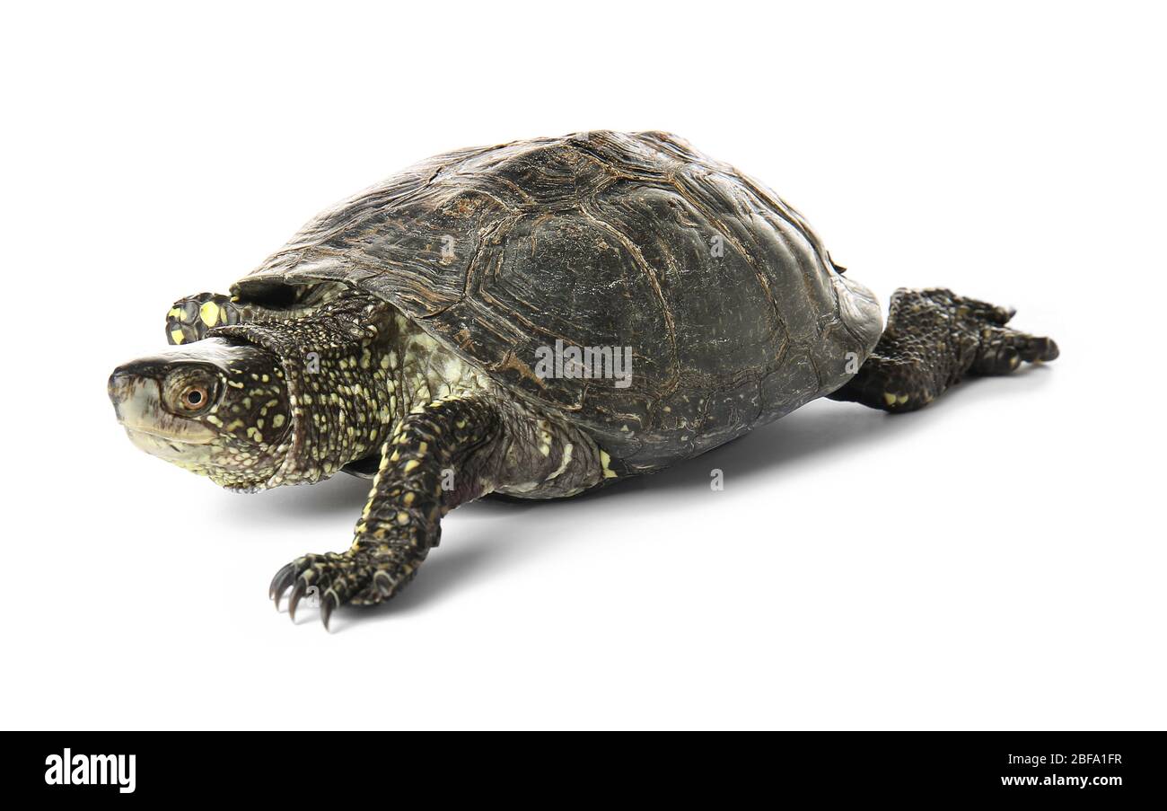 Cute turtle on white background Stock Photo - Alamy