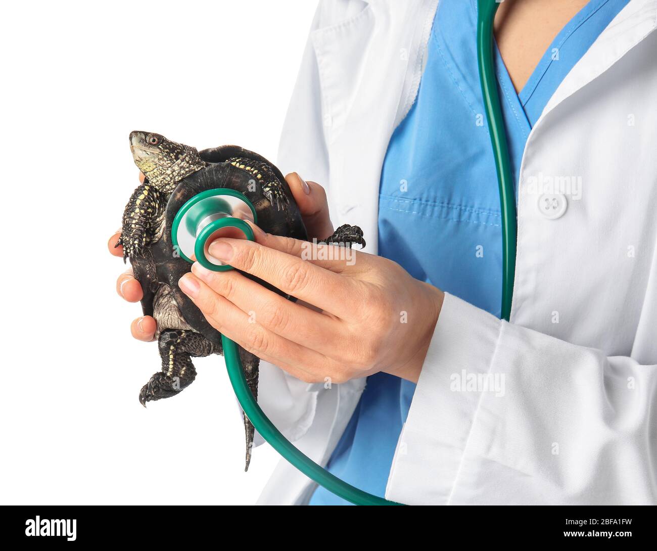 Veterinarian examining cute turtle on white background Stock Photo - Alamy