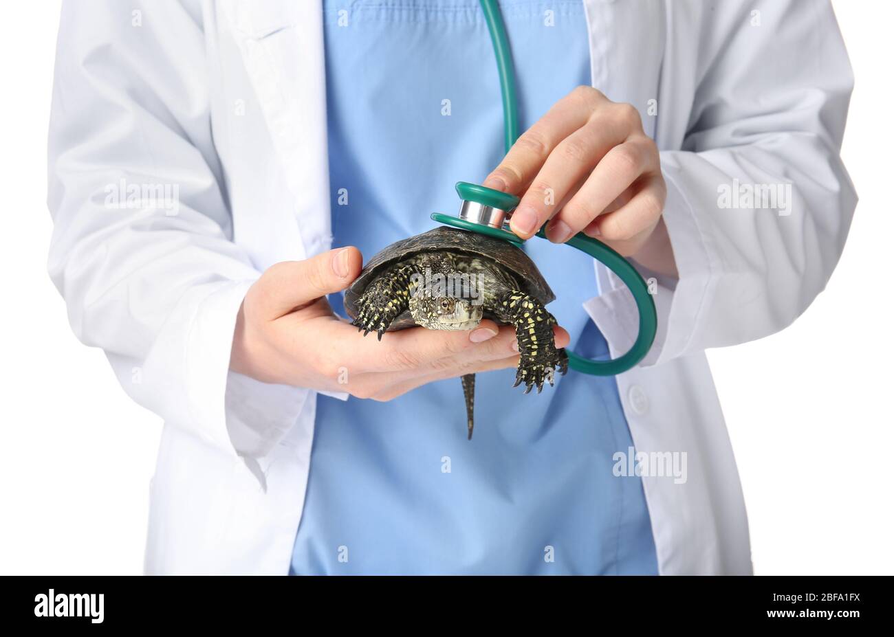 Veterinarian examining cute turtle on white background Stock Photo - Alamy