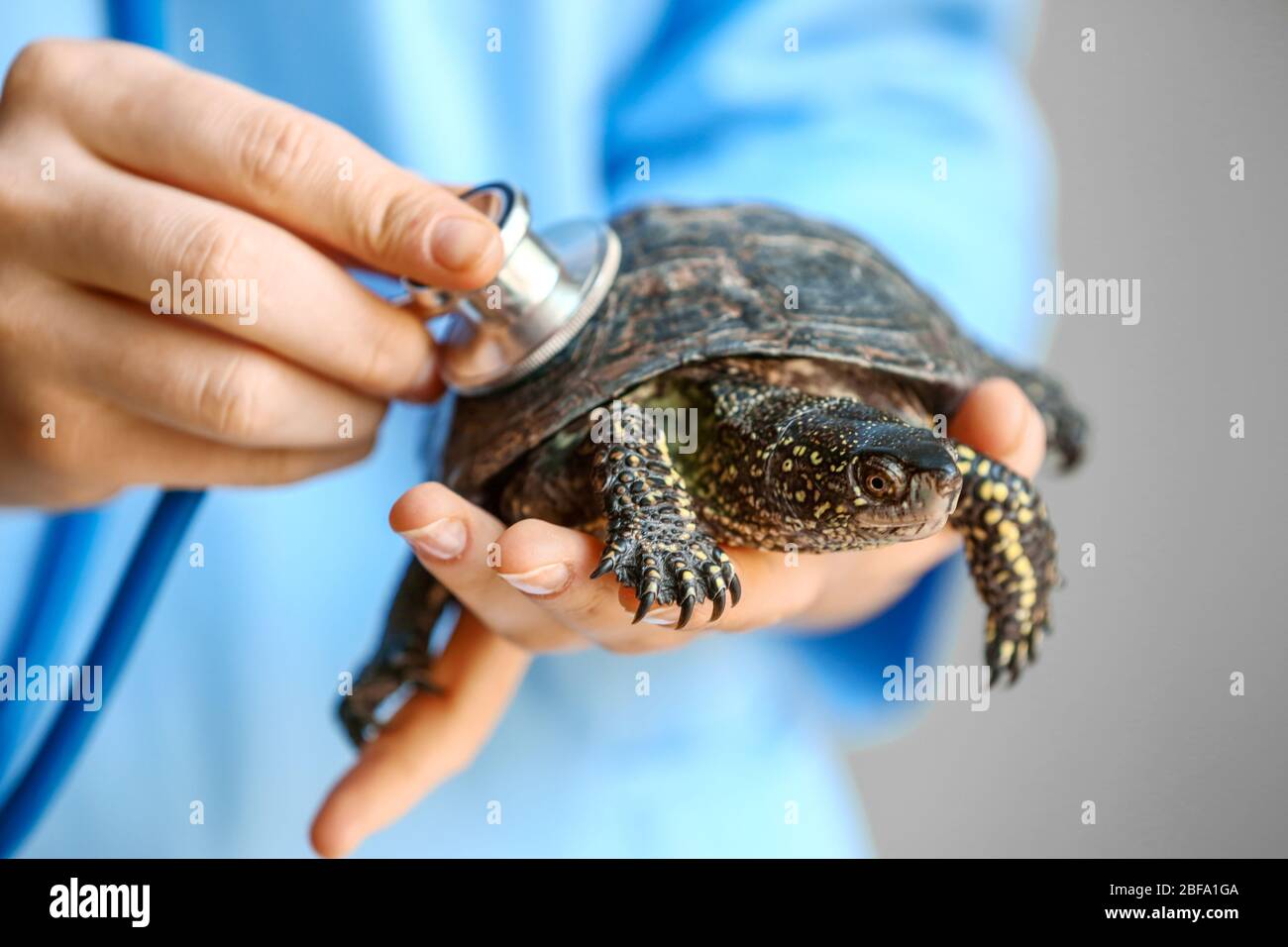 Veterinarian examining cute turtle in clinic, closeup Stock Photo - Alamy