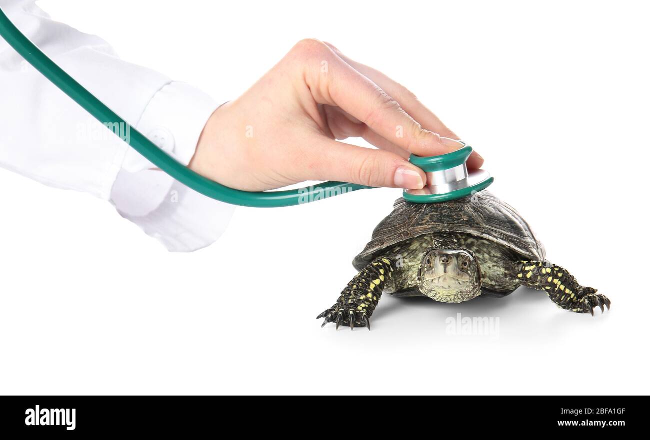 Veterinarian examining cute turtle on white background Stock Photo - Alamy