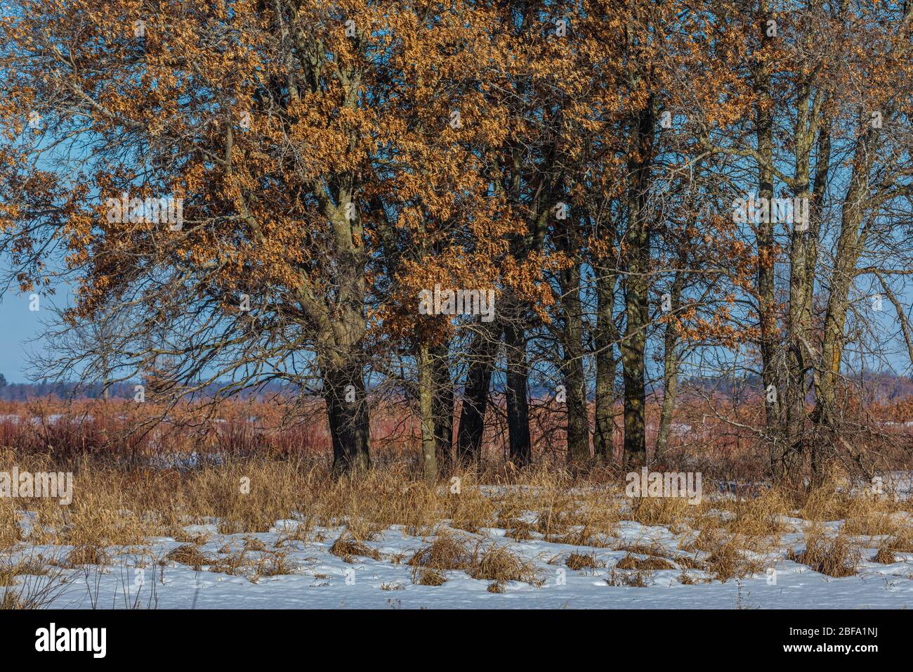 Oak trees in the Crex Meadows wildlife area Stock Photo - Alamy