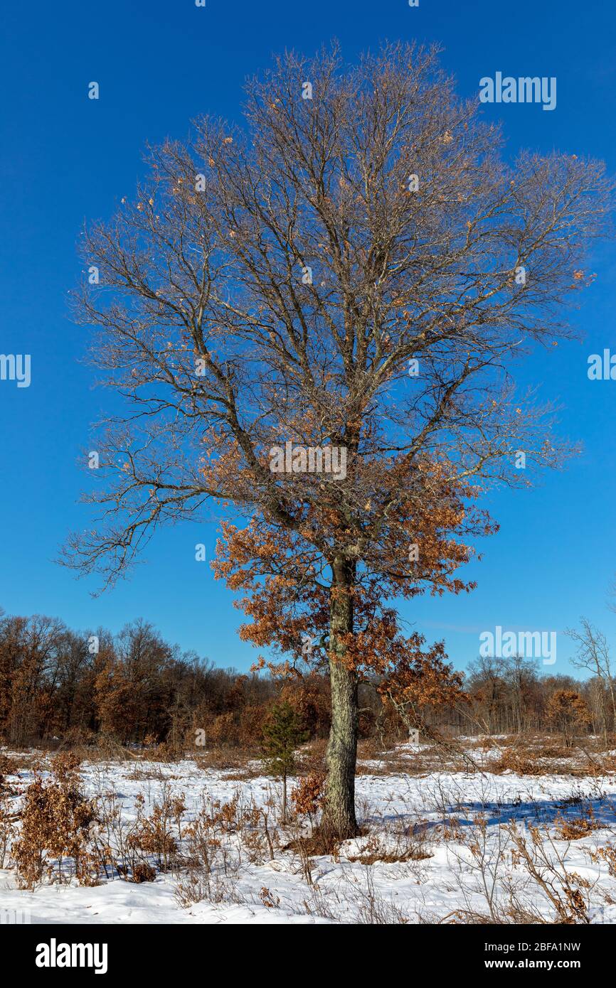 Oak tree in the Crex Meadows wildlife area Stock Photo - Alamy