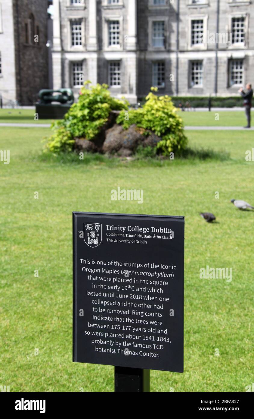 Historic Oregon Maple remains and sign at Trinity College Dublin Stock ...