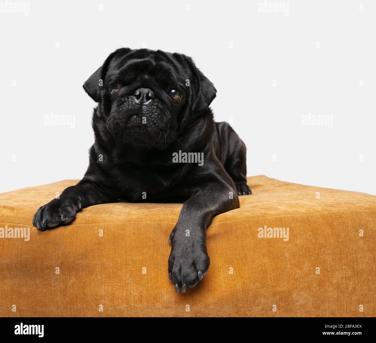 Pug-dog companion is posing. Cute playful black doggy or pet playing ...