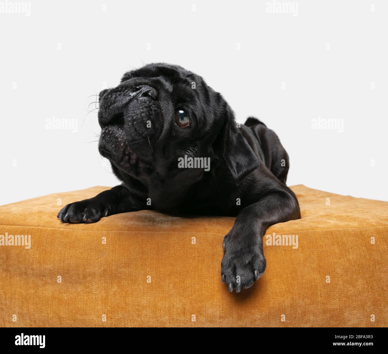 Pug-dog companion is posing. Cute playful black doggy or pet playing ...
