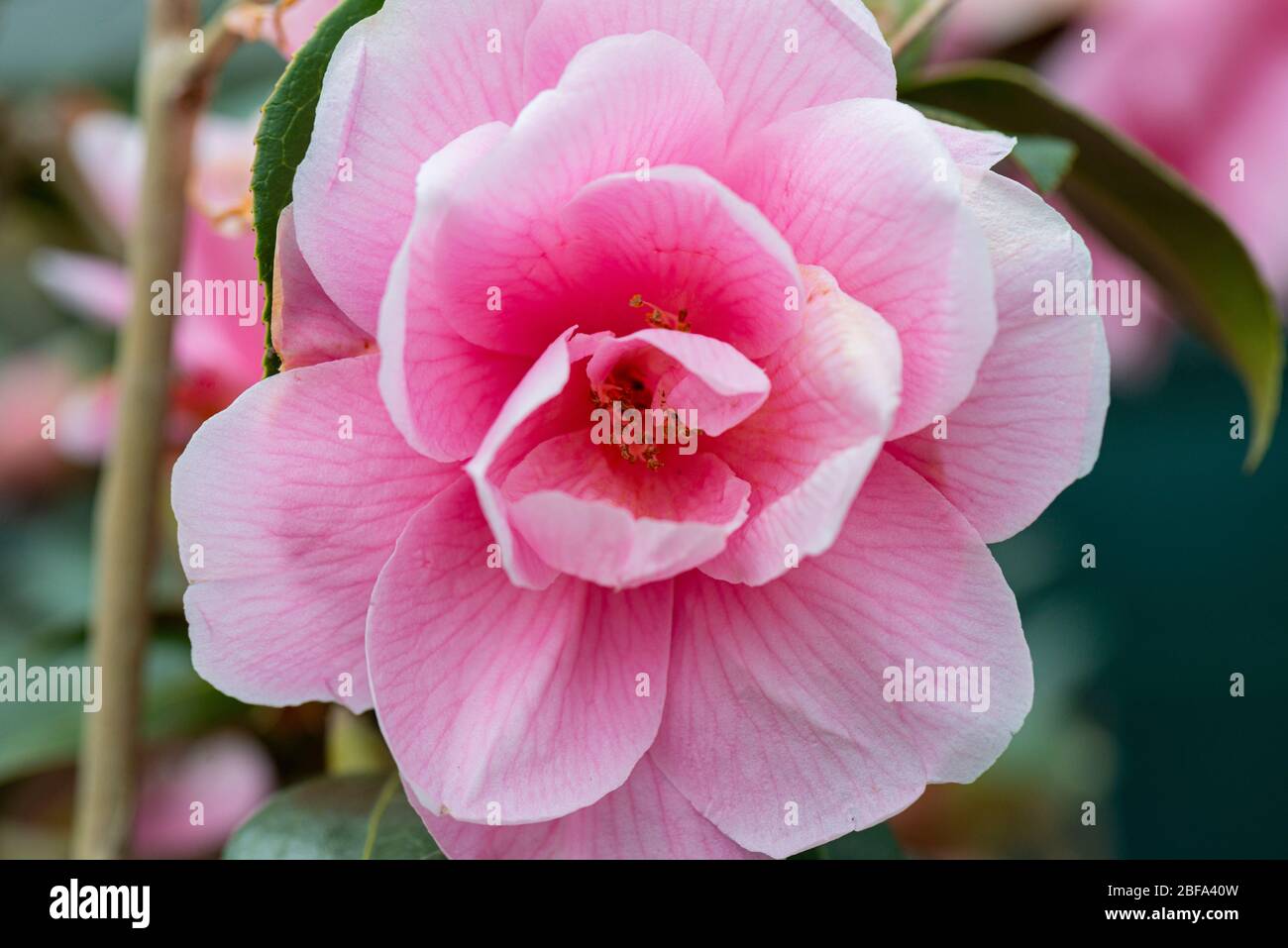 A pink camellia flower Stock Photo - Alamy