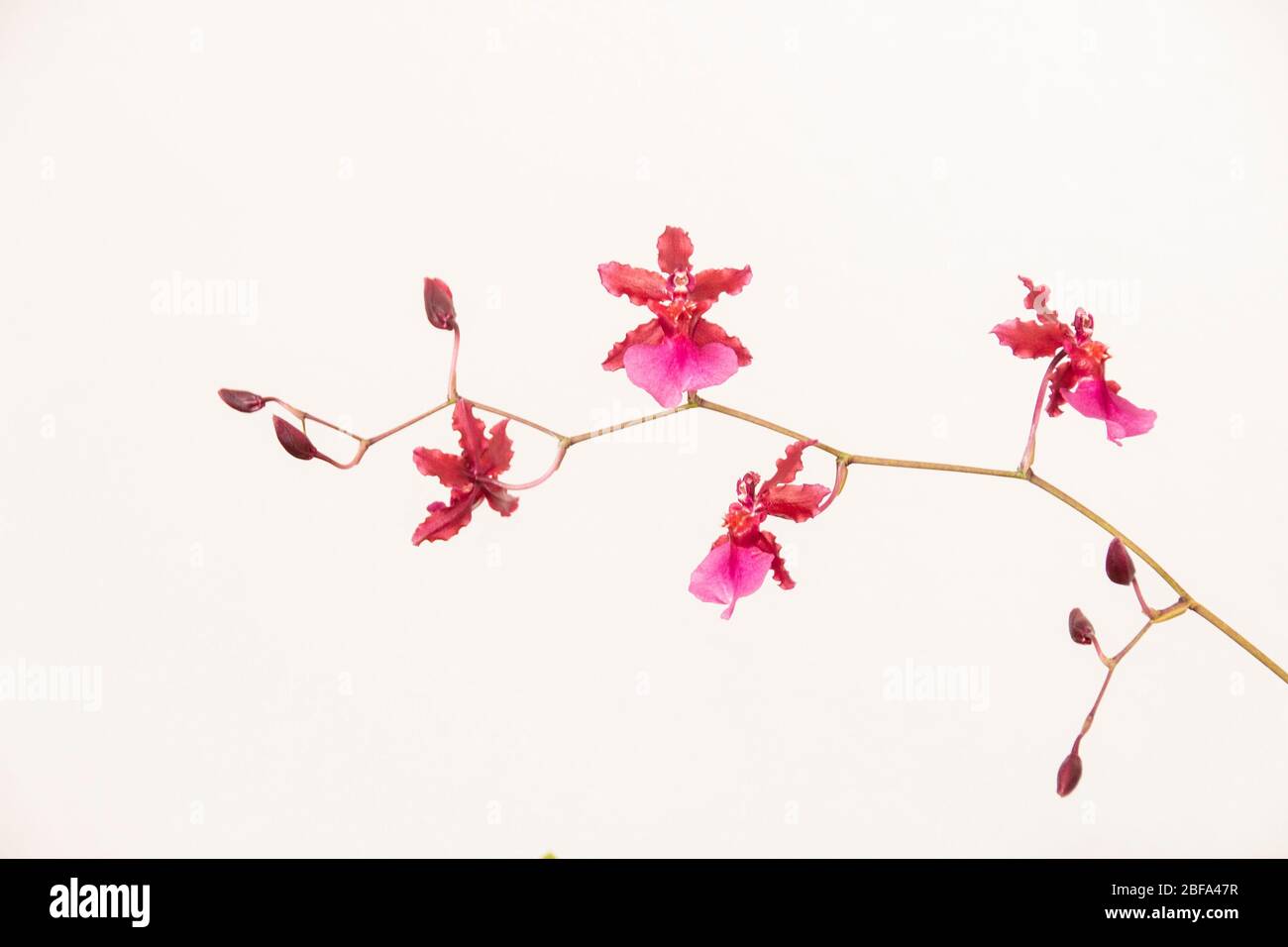 Single stemp of pink oncidium orchid flowers of white background Stock ...