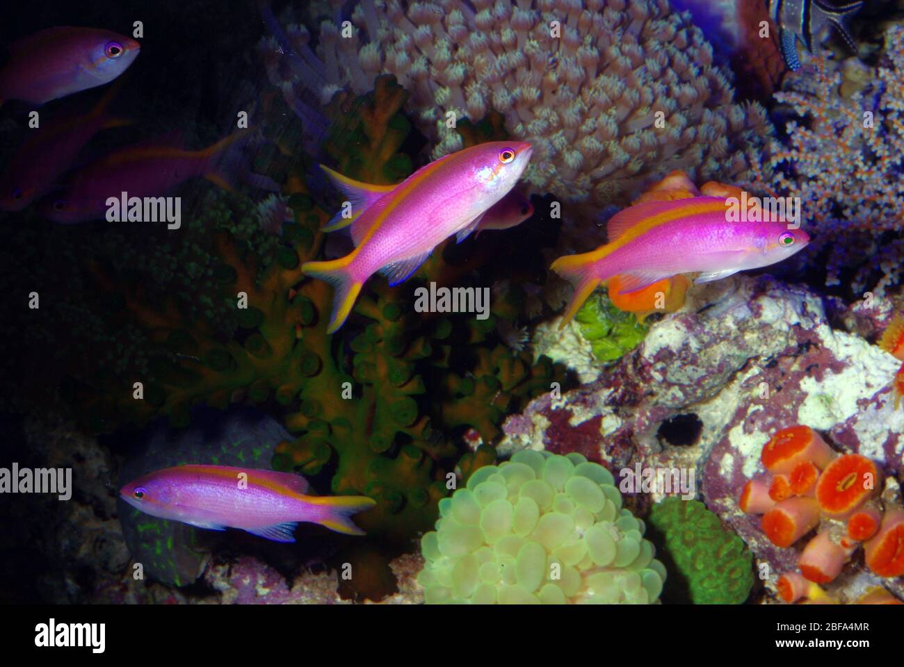 Bartlettorum hi-res stock photography and images - Alamy