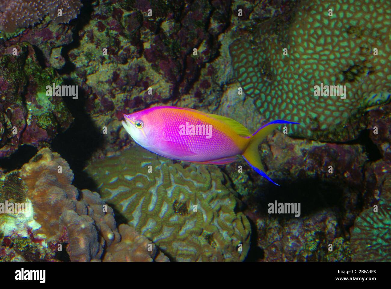 Bartlett's anthias, Pseudanthias bartlettorum Stock Photo - Alamy